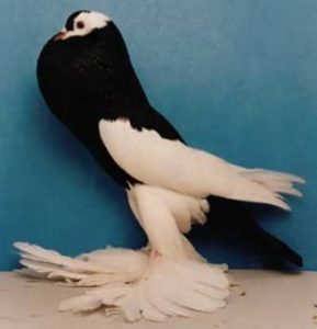 Photo gallery - Canadian Pigeon Fanciers Association