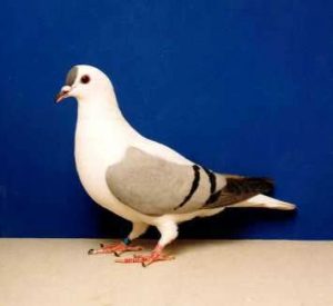 Photo gallery - Canadian Pigeon Fanciers Association