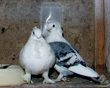 Photo gallery - Canadian Pigeon Fanciers Association