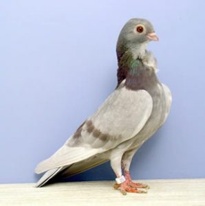 Photo gallery - Canadian Pigeon Fanciers Association