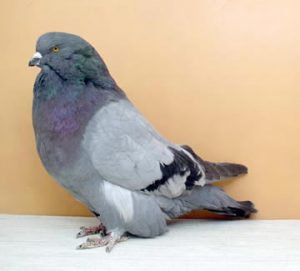 Photo gallery - Canadian Pigeon Fanciers Association