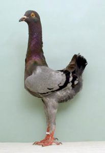 Photo gallery - Canadian Pigeon Fanciers Association