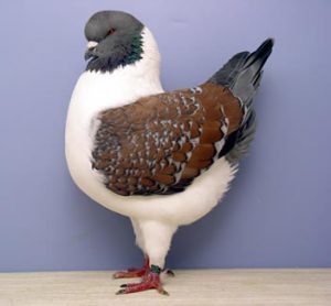 Photo gallery - Canadian Pigeon Fanciers Association