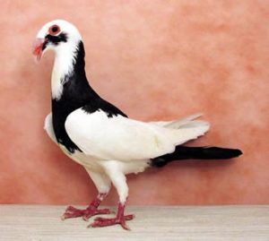 Photo gallery - Canadian Pigeon Fanciers Association