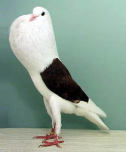 Photo gallery - Canadian Pigeon Fanciers Association