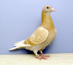 Photo gallery - Canadian Pigeon Fanciers Association