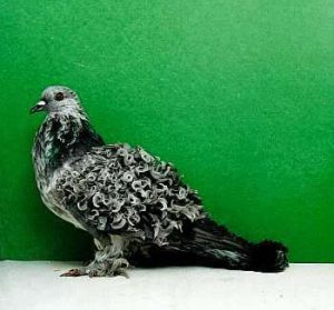 Photo gallery - Canadian Pigeon Fanciers Association