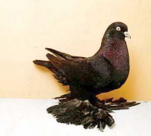 Photo gallery - Canadian Pigeon Fanciers Association